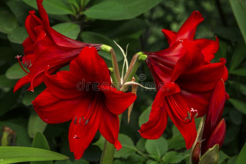 Red Trumpet Lily, Red Easter Lily Stock Image - Image of garden, bright ...