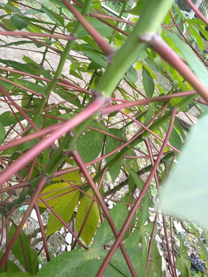 The Red Trunk of the Cassava Tree is Very Attractive Stock Photo ...