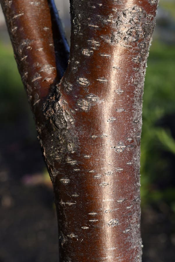 The Red Trunk of a Rowan Tree. the Red Bark of the Tree Stock Photo ...