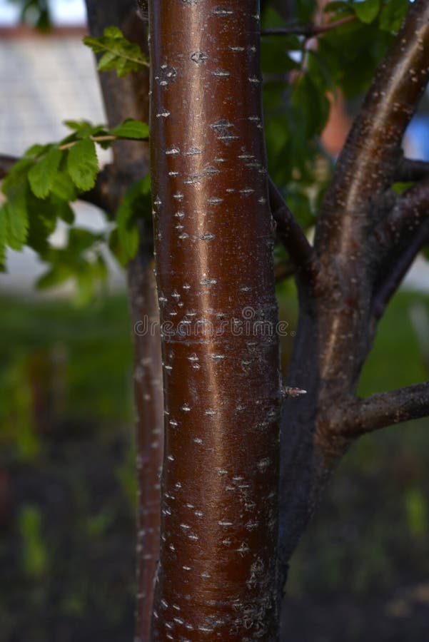 The Red Trunk of a Rowan Tree. the Red Bark of the Tree Stock Image ...