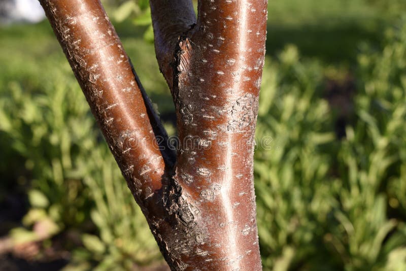 The Red Trunk of a Rowan Tree. the Red Bark of the Tree Stock Photo ...