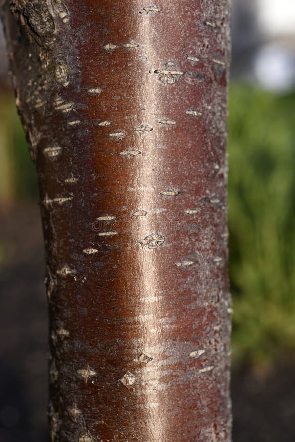 The Red Trunk of a Rowan Tree. the Red Bark of the Tree Stock Photo ...