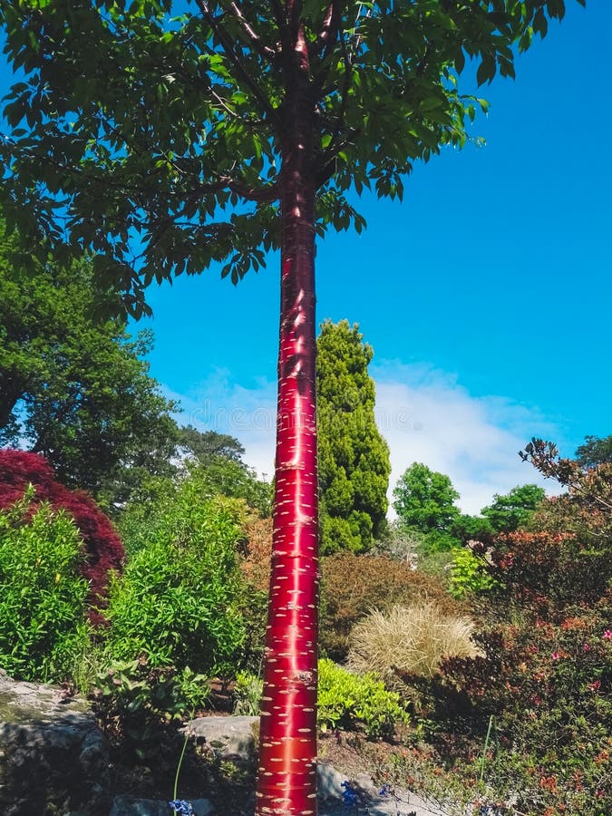 Red Trunk of a Tree in a Garden Stock Image - Image of garden, relax ...