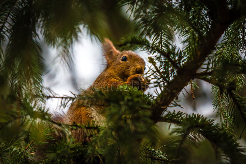 Red Squirrel in a Tree, Stockholm, Sweden Stock Photo - Image of sweden ...