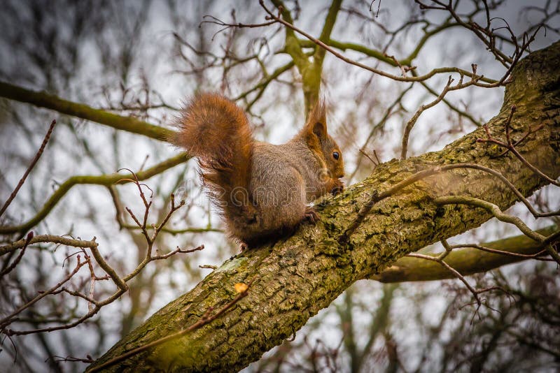 Red Squirrel in a Tree, Stockholm, Sweden Stock Image - Image of ...