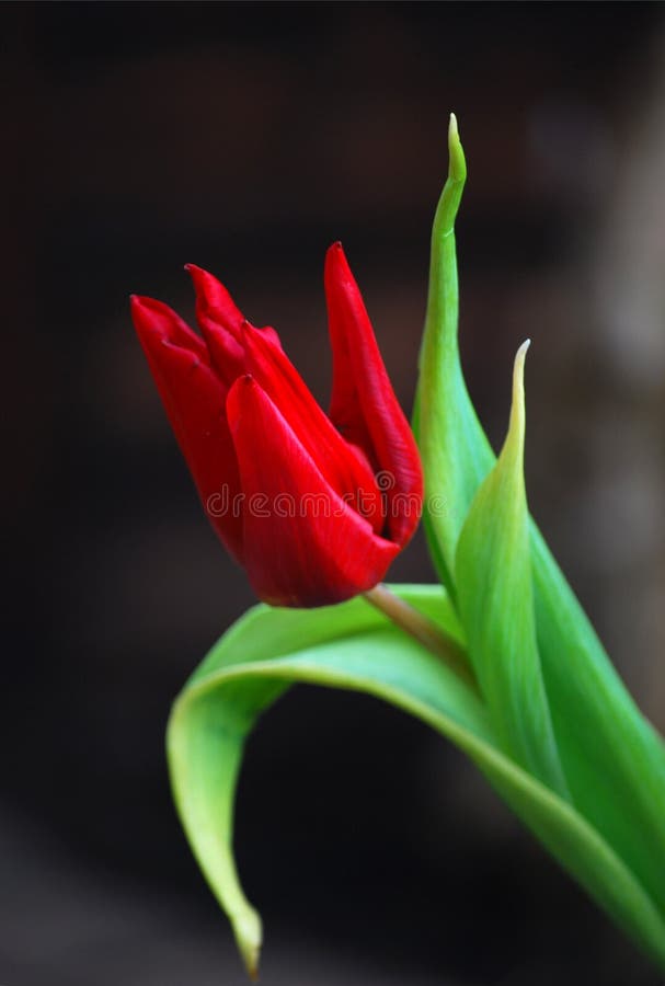 Red tulip stock photo. Image of bunch, decorative, garden - 10494566