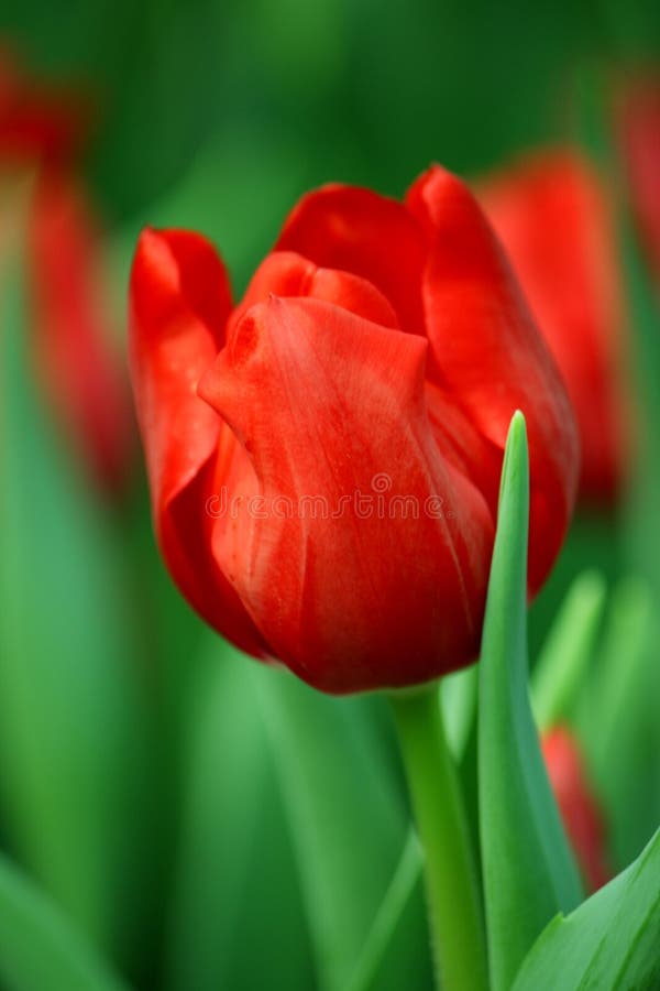 Landscape with tulips stock image. Image of garden, tulips - 9933797