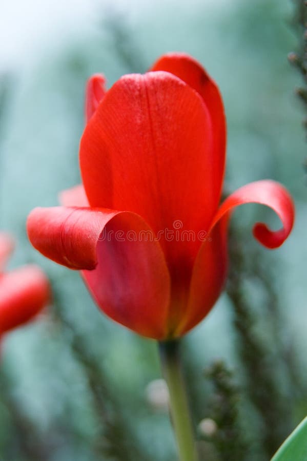 Red tulip stock photo. Image of florist, tullip, colourful - 12910432