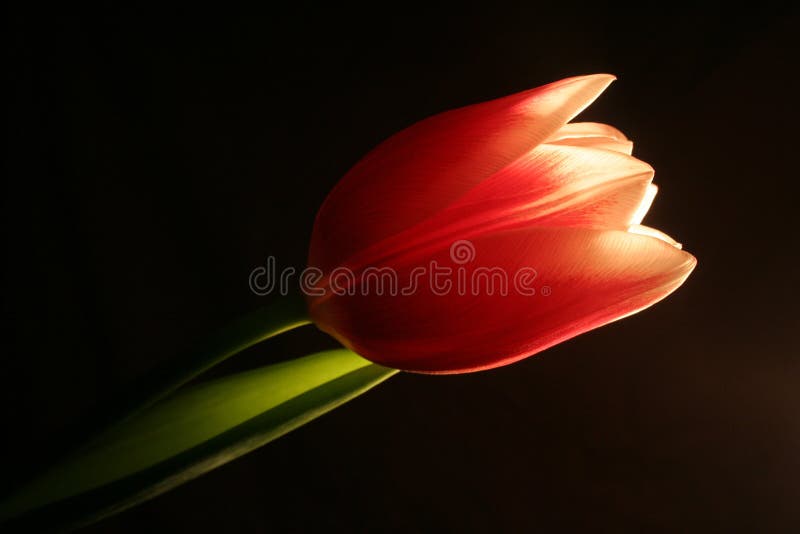 Red tulip stock image. Image of detailed, highlighted - 14065633
