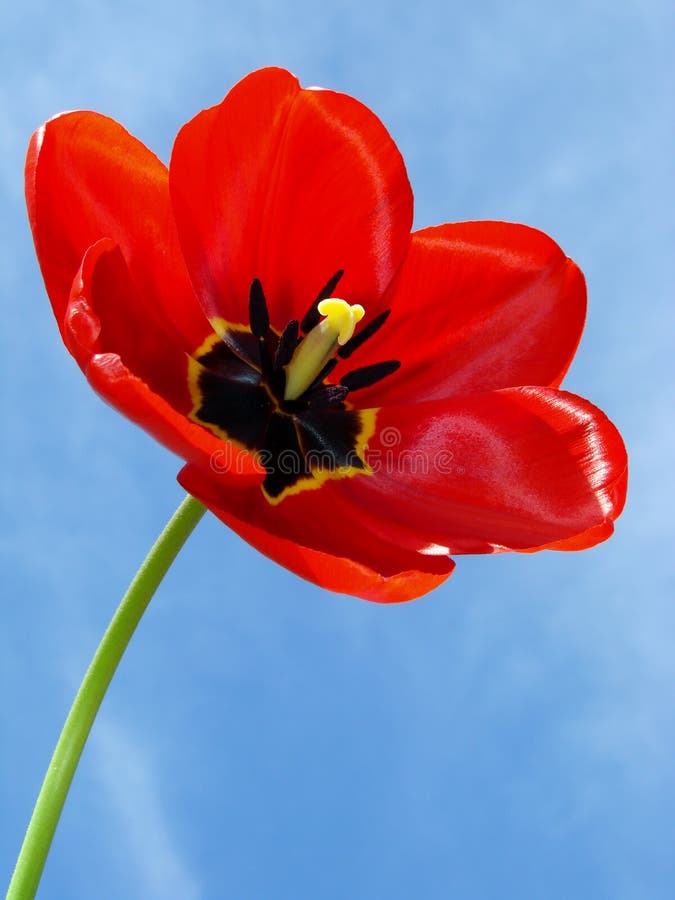 Red tulip stock photo. Image of colorful, vibrant, nature - 14166220