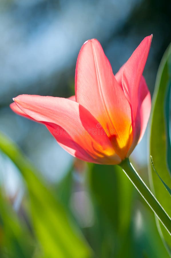 Red Tulip stock photo. Image of botanical, leaves, nature - 17659388