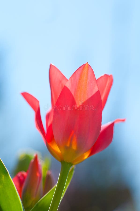 Turkish tulip stock image. Image of yellow, flowers, type - 24652805