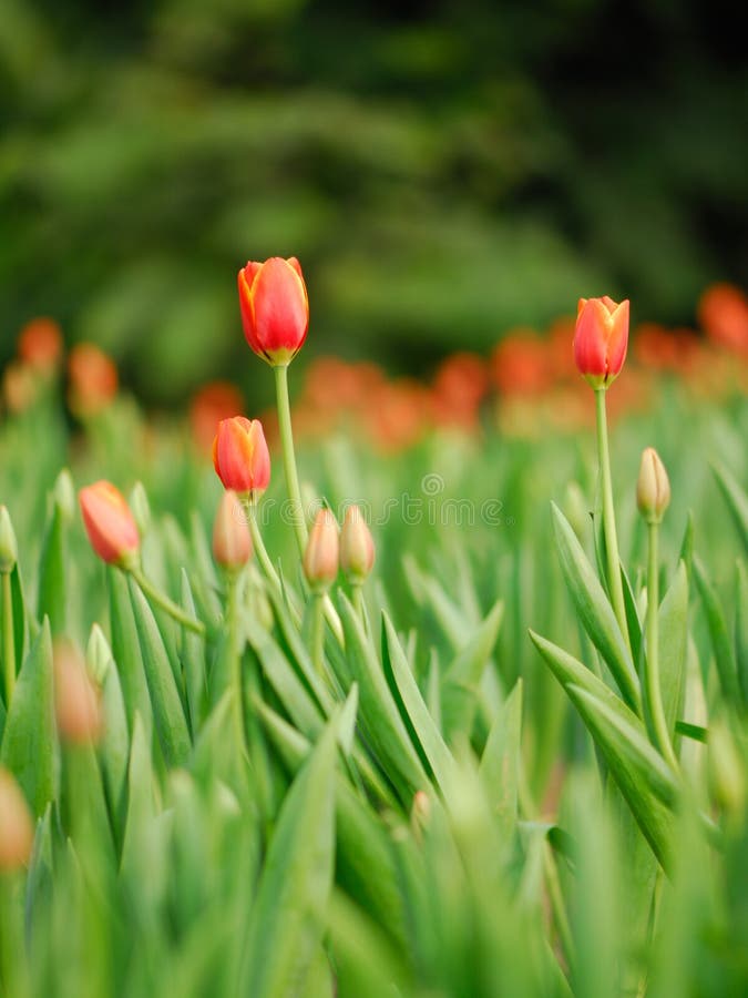 Red tulip stock photo. Image of bright, floral, green - 18181194