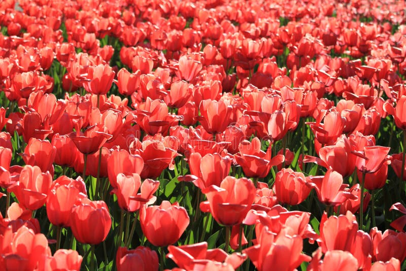 Red tulip stock image. Image of horizontal, spring, earth - 19884983