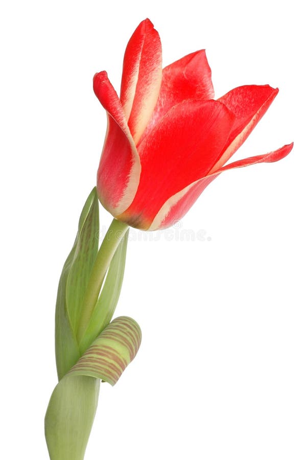 Red Tulip stock image. Image of leaves, april, isolated - 242317