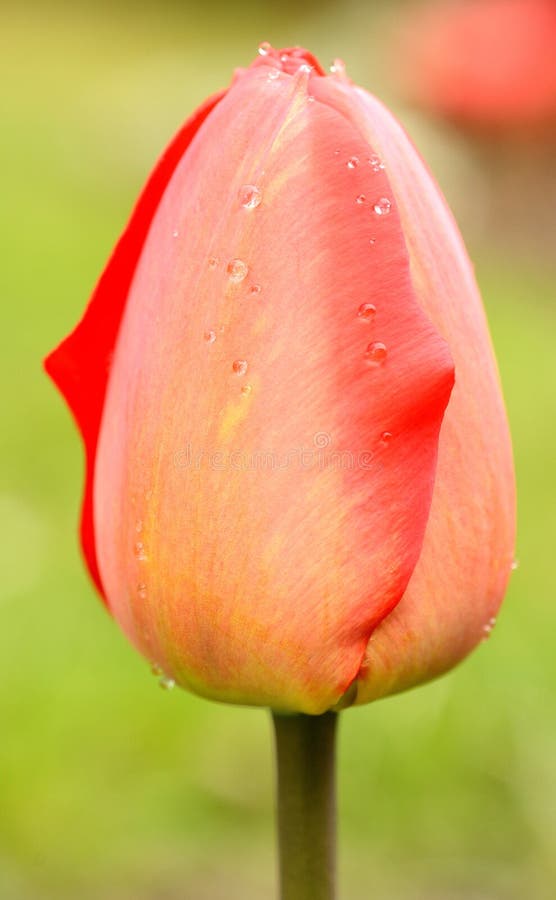 Red tulip stock photo. Image of flower, macro, drops - 24465682