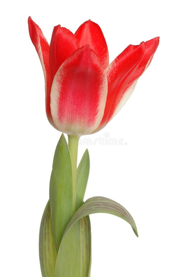 Red Tulip stock photo. Image of petals, april, tulip, leaves - 265828