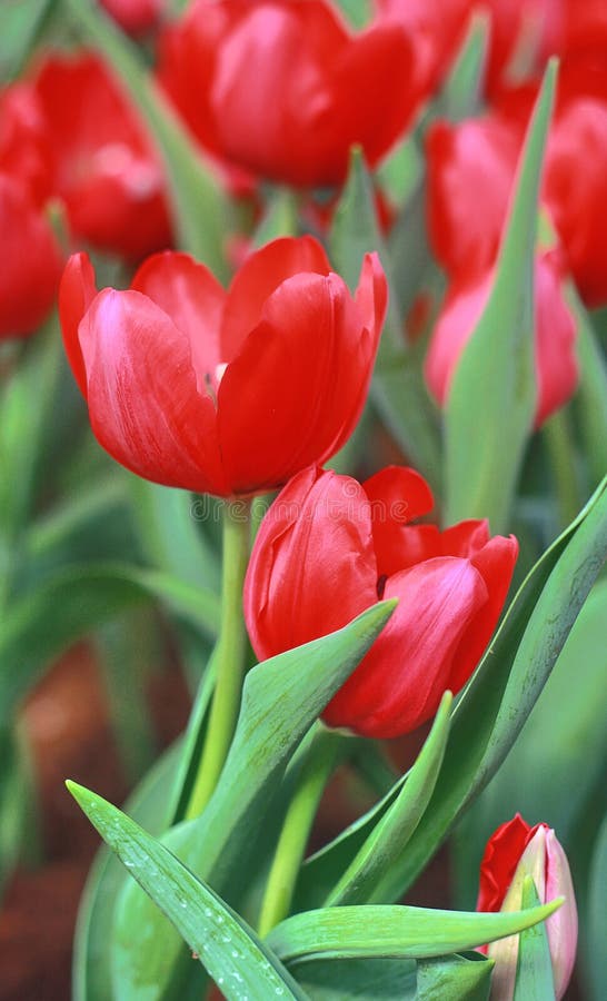 Red Tulip stock photo. Image of organic, garden, natural - 28156406