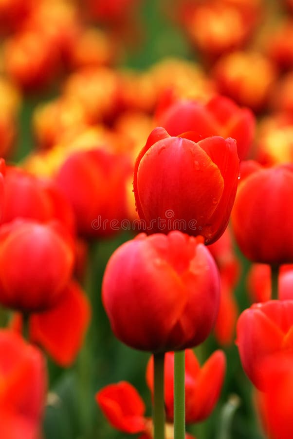 Red tulip stock photo. Image of bright, floral, green - 18181194