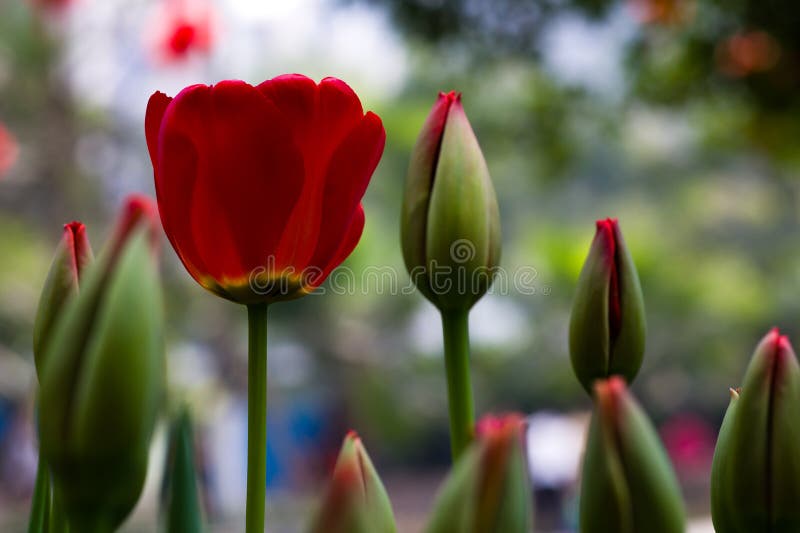 Red tulip stock photo. Image of bright, floral, green - 18181194