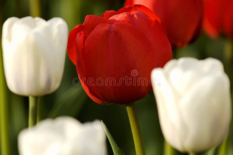 Red tulip stock photo. Image of pride, contrasts, rise - 3219188