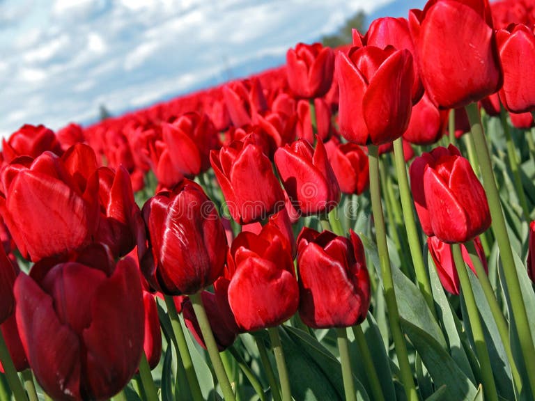 Red tulip stock image. Image of botanical, garden, crimson - 417839