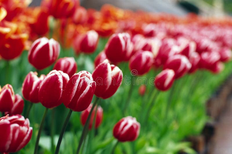 Row of tulips stock photo. Image of blooming, tulips - 16870778