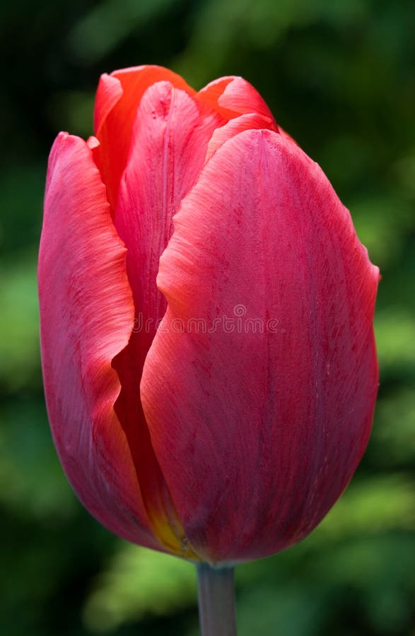 Red Tulip stock image. Image of flower, plant, bulbous - 476219