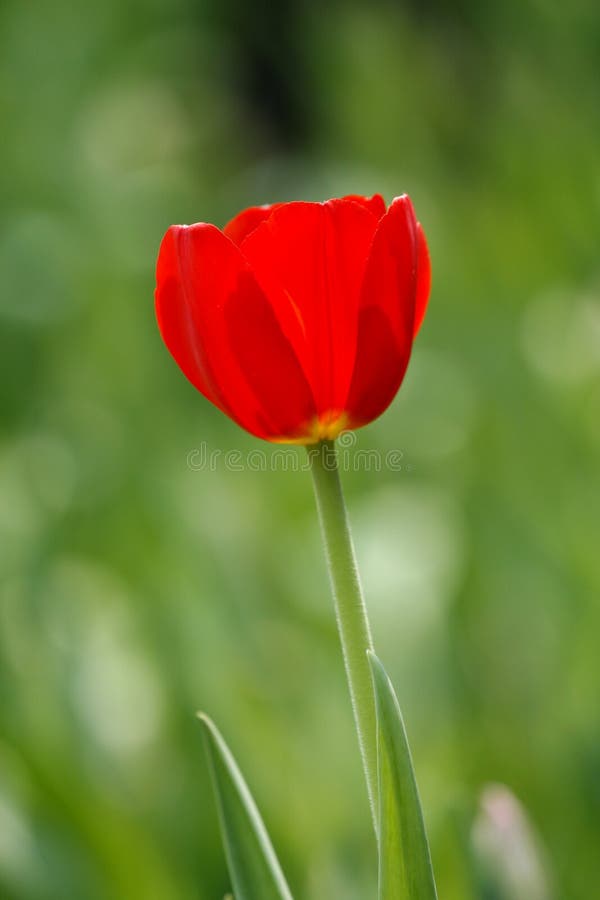 Red tulip stock photo. Image of individual, angle, botanical - 4912872