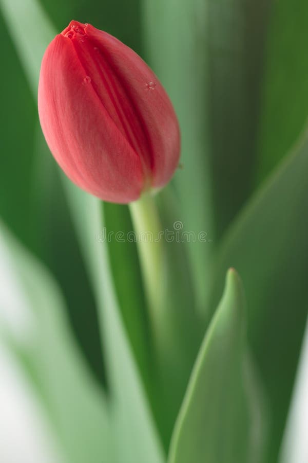 Red Tulip Picture. Image: 5007646