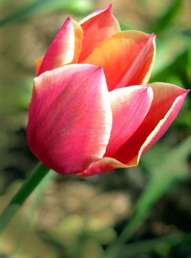 Red Tulip stock photo. Image of tulip, orange, stem, nature - 617344