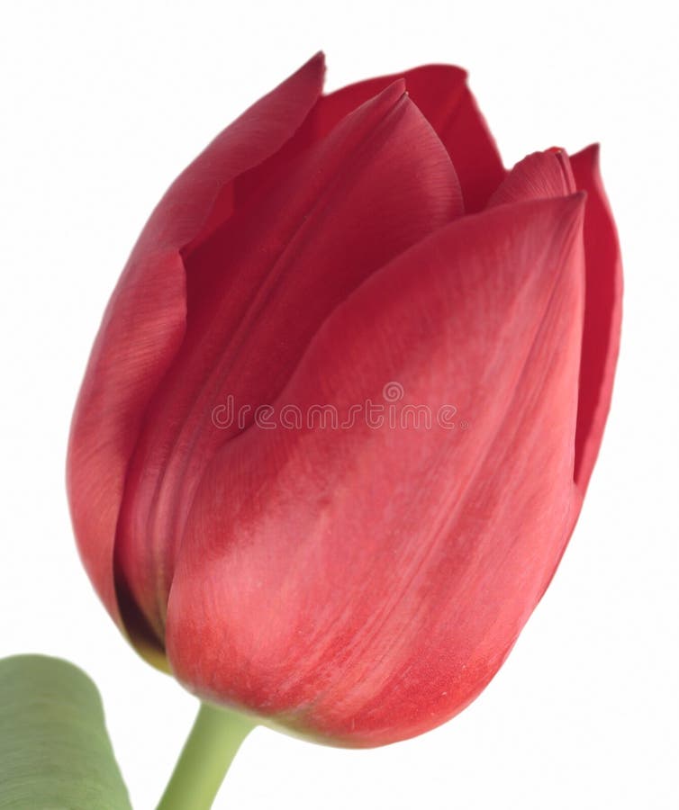 Single pink tulip stock image. Image of flower, stem, tulip - 662031