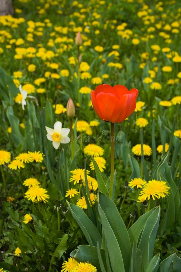 Red Tulip Picture. Image: 686745