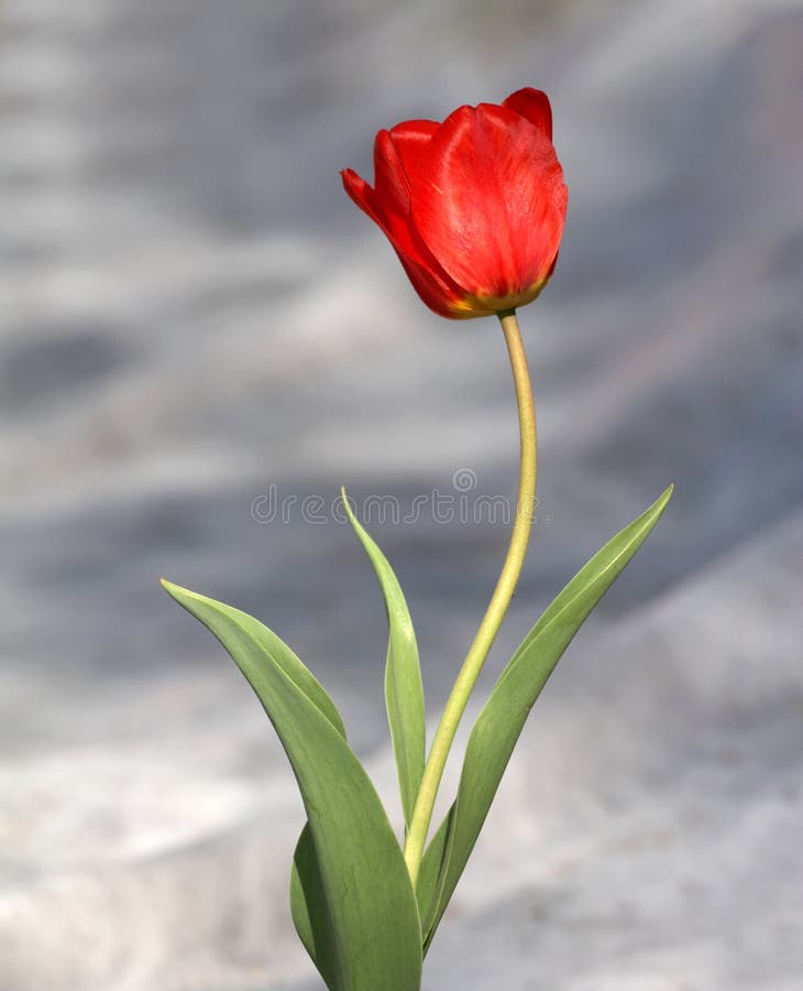 Red tulip stock photo. Image of flora, solar, green, stalk - 7277584