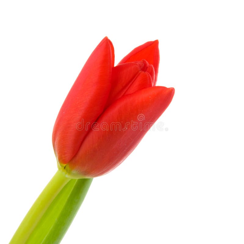 Red tulip stock image. Image of botanical, colored, tulip - 8189217