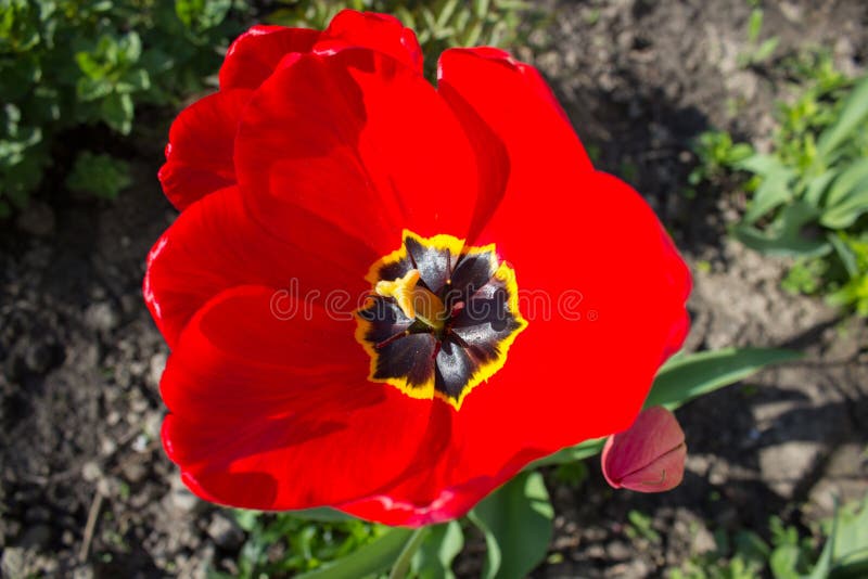 Red tulip from above stock photo. Image of green, romantic - 87347168