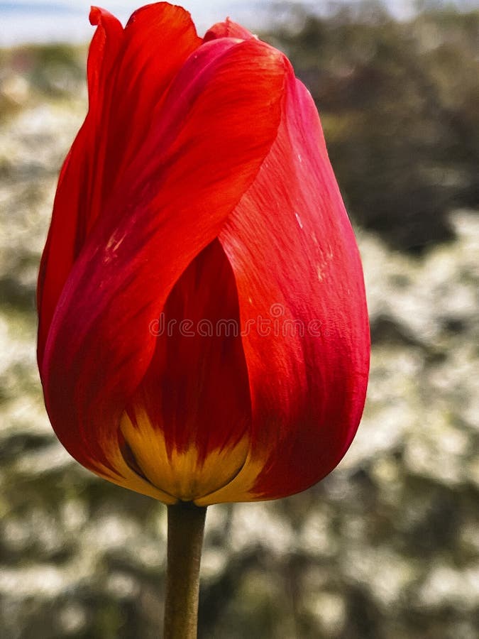 Red Tulip on the Background of Cherry Blossoms in the Garden. Stock ...