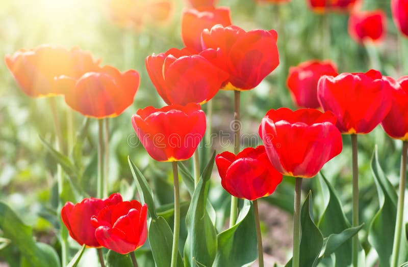 Red tulip background stock photo. Image of tulip, park - 72661654