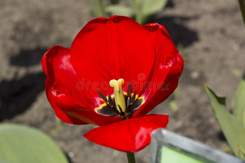 Red tulip stock photo. Image of nature, full, petal, leaf - 70963692