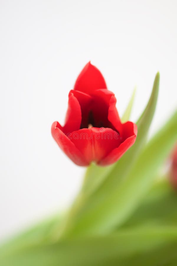 Red Tulip. Beautiful Spring Flower Stock Photo - Image of blossom ...
