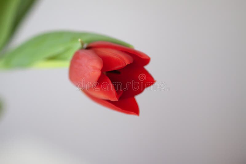 Red Tulip. Beautiful Spring Flower Stock Image - Image of beauty, tulip ...