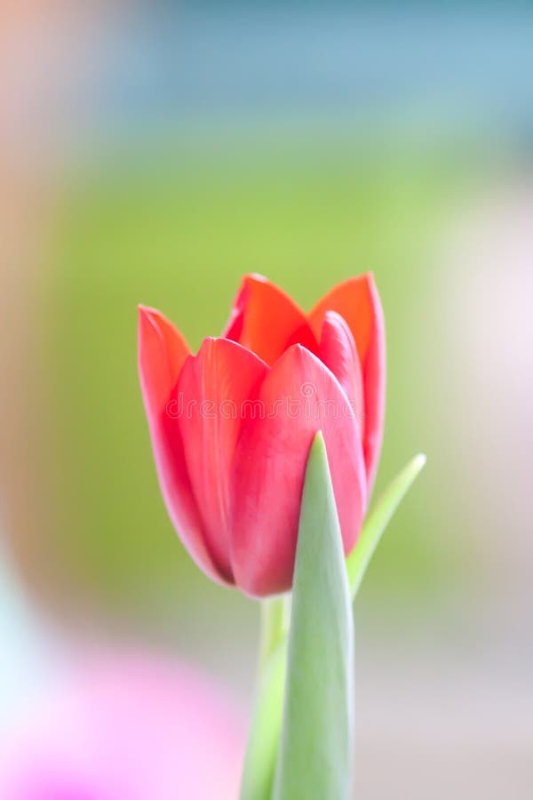 Red Tulip. Beautiful Spring Flower Stock Image - Image of fresh ...