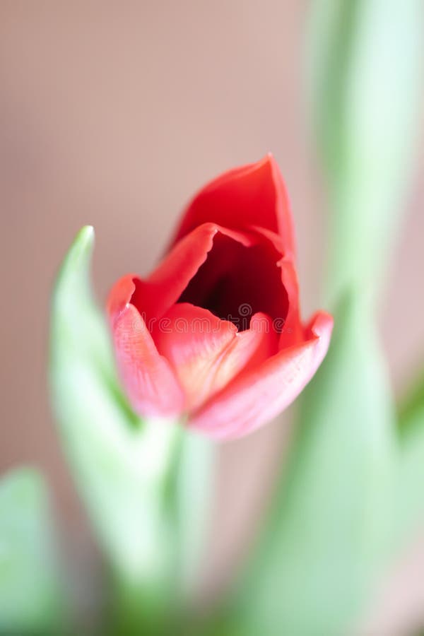 Red Tulip. Beautiful Spring Flower Stock Image - Image of plant ...