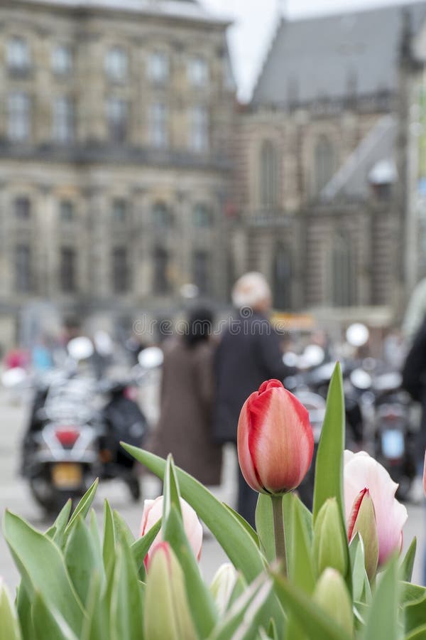 Red Tulip on the Big Square in the Amsterdam Stock Image - Image of ...