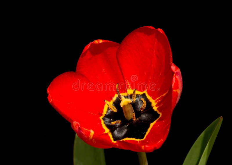 358 Red Tulip Black Center Stock Photos - Free & Royalty-Free Stock ...