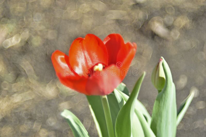 Red Tulip with Black Heart in Spring Stock Photo - Image of beauty ...