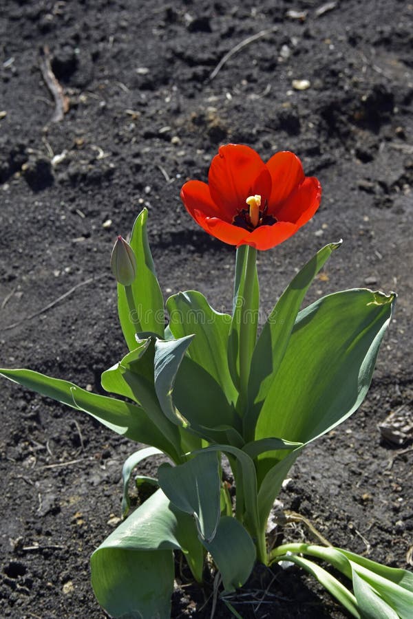 Red Tulip with Black Heart in Spring Stock Image - Image of life, love ...