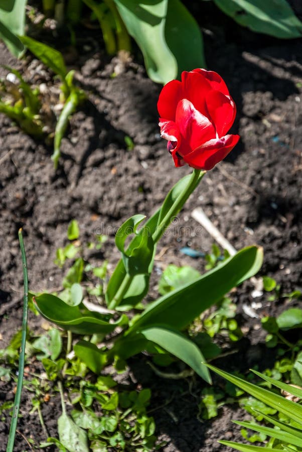 Red Tulip stock photo. Image of branch, footstalk, spray - 53545610