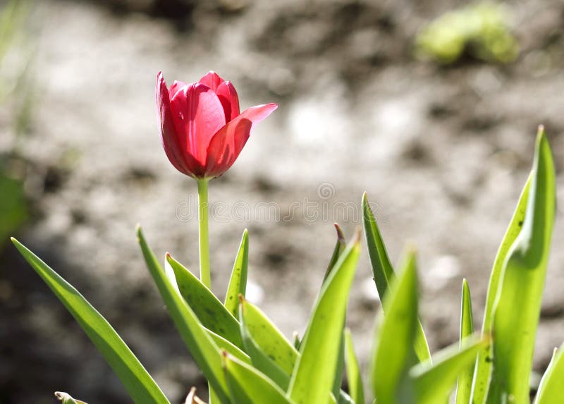Red Tulip on a Blurred Light Background Stock Photo - Image of ...
