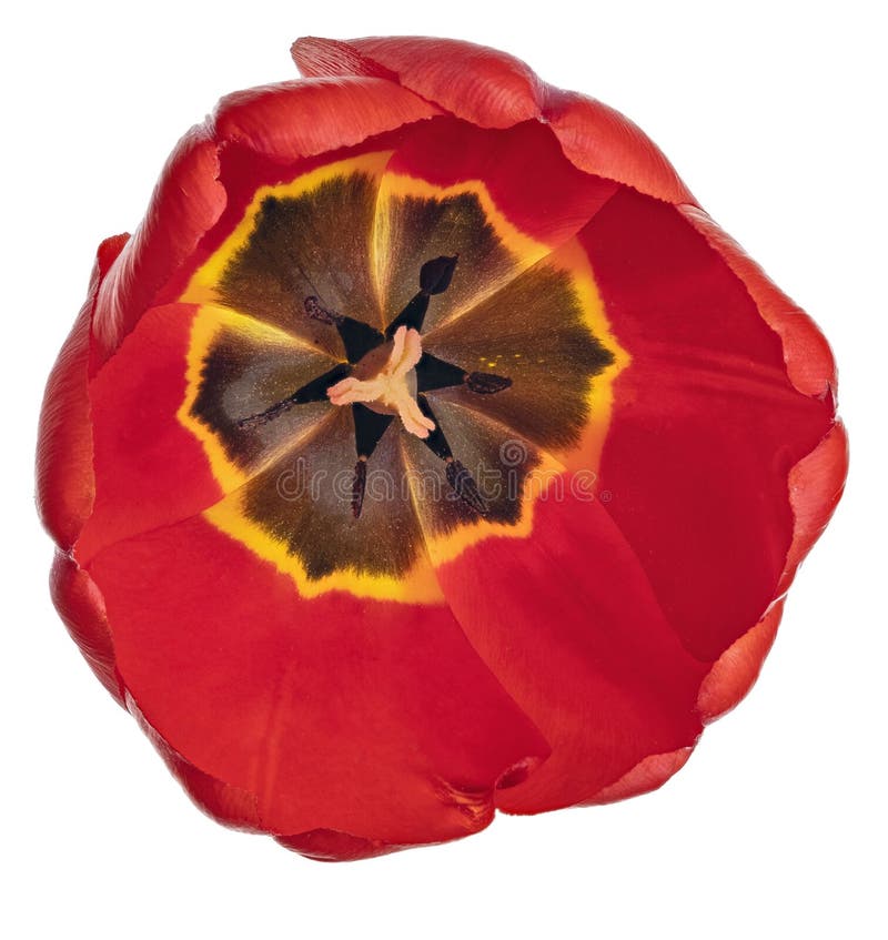 Red Tulip Bright Bloom Isolated on White Stock Image - Image of white ...